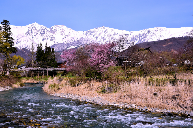 Ultimate Guide to Hakuba Spring Skiing - Hakuba White Fox